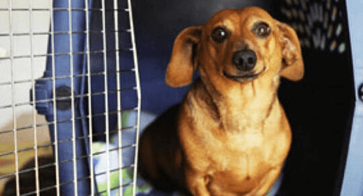 The Healthy Scoop on Wet Food | CESAR®