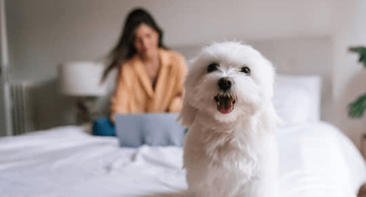 Little Nuggets about Small Dogs | Cesar®